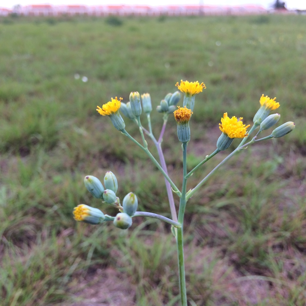 Rhomboid Ragwort (Senecio rhomboideus) - Botanical Realm
