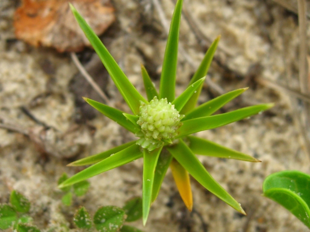 Beachstar (Cyperus pedunculatus) - Botanical Realm