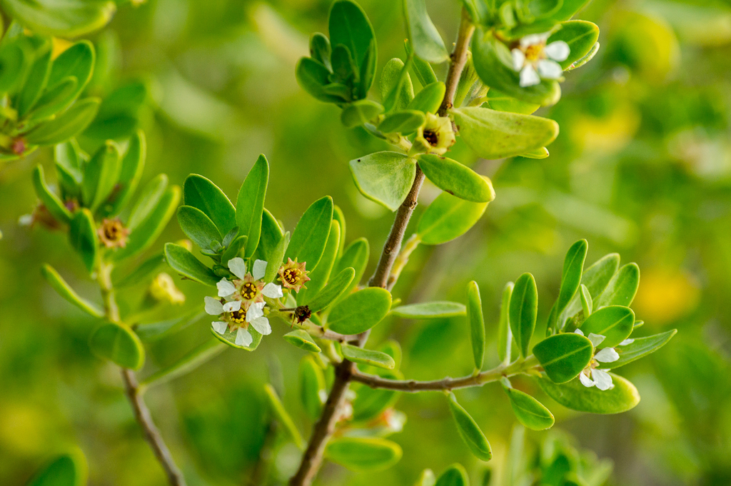 bantigue (Pemphis acidula) - Botanical Realm