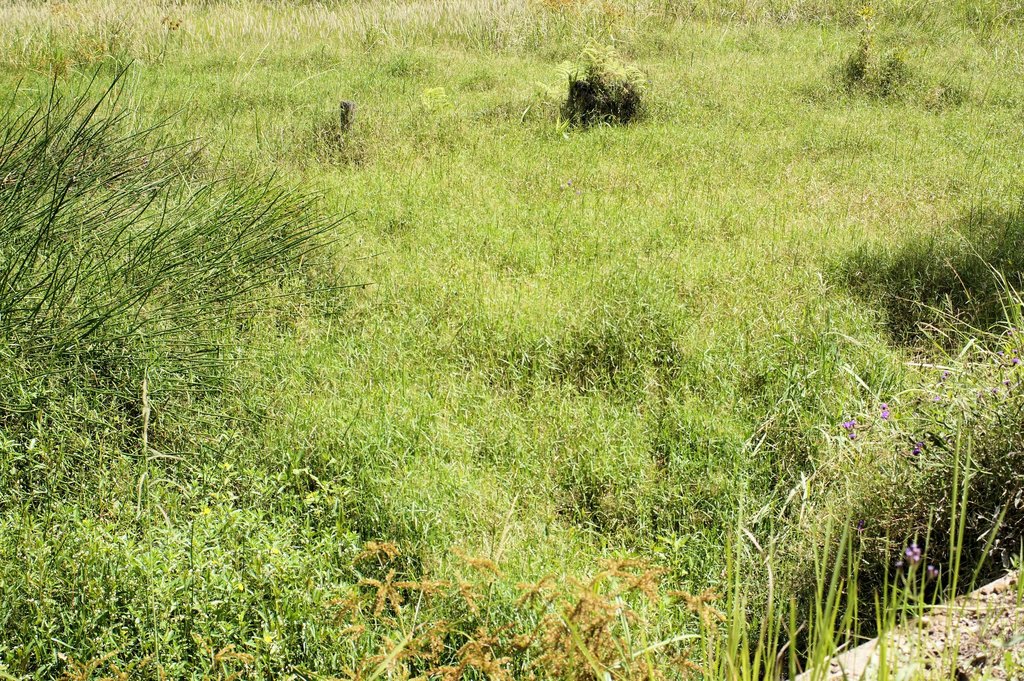 Swamp Millet (Wetland plants of the Hunter NSW) · iNaturalist