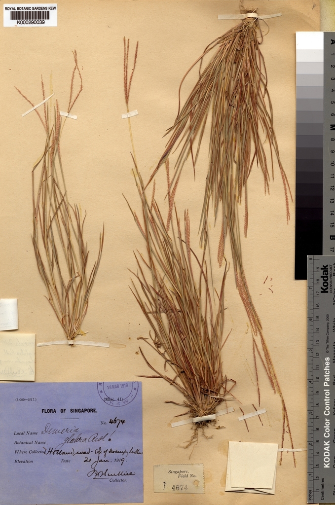 (Dimeria ornithopoda) - Botanical Realm