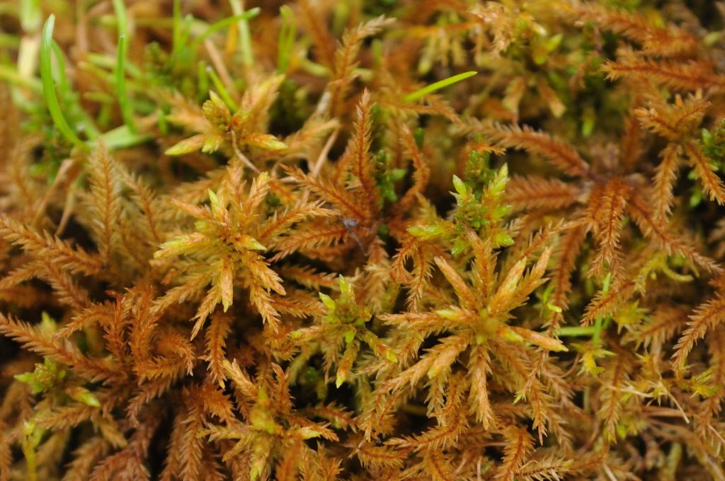 Tree Climacium Moss (Climacium dendroides) - Botanical Realm
