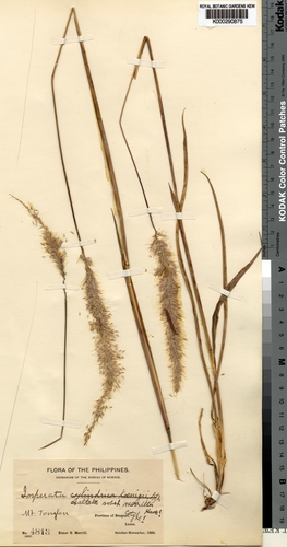 Imperata conferta · iNaturalist