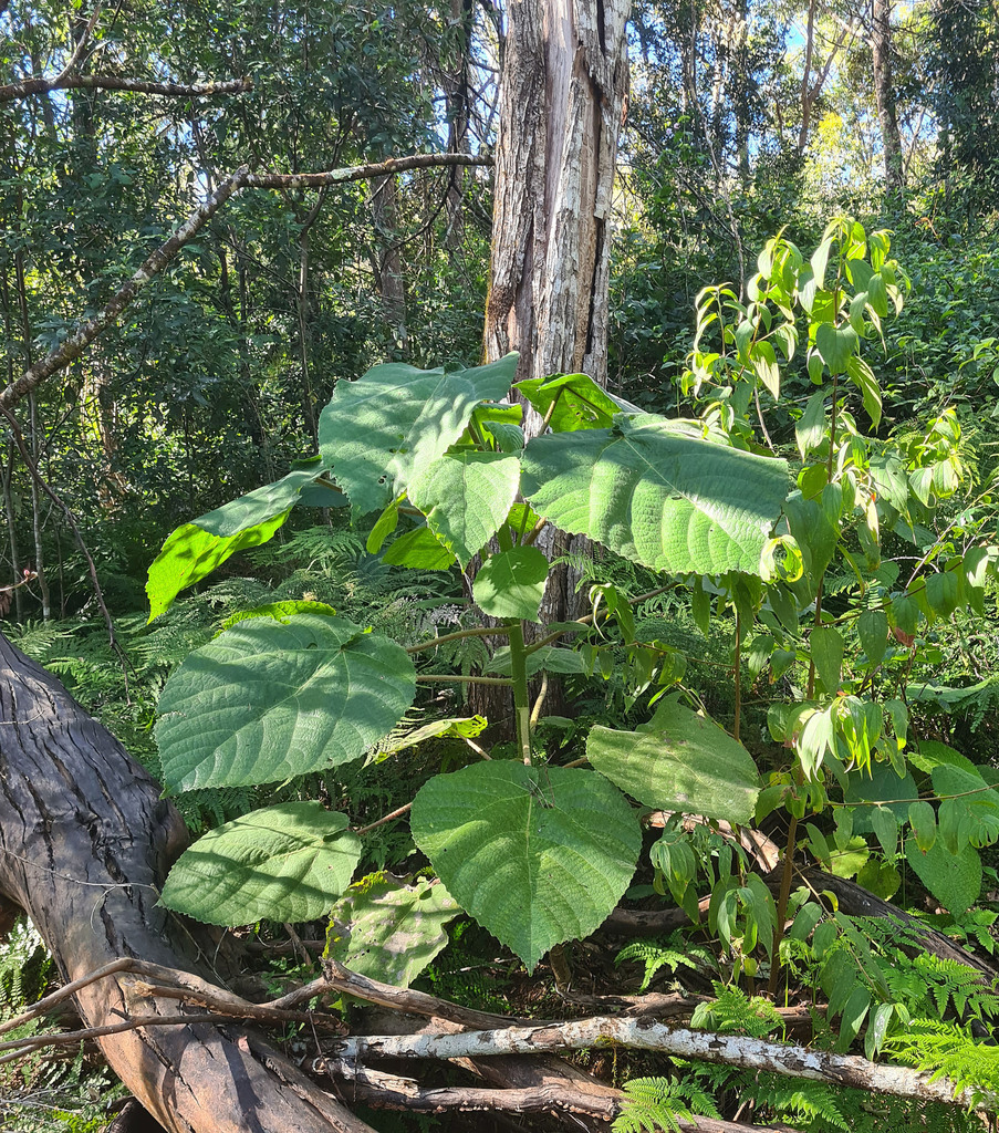 Giant Stinging Tree in July 2021 by juliegraham173 · iNaturalist