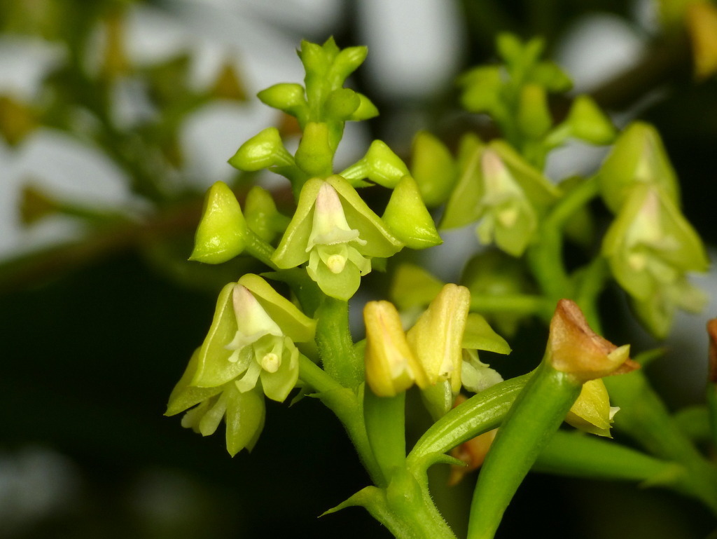 Orchid weed (Orchids of Ecuador) · iNaturalist