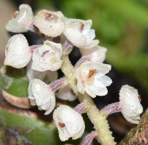 Genus Bryobium · iNaturalist