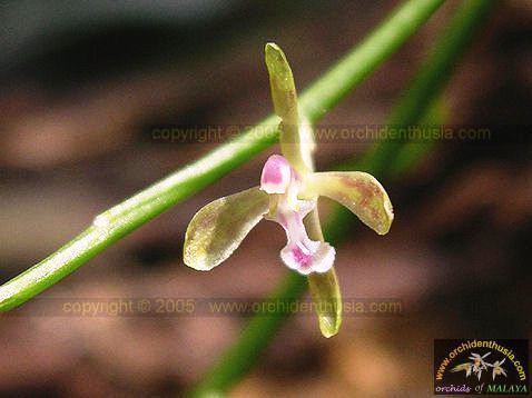 Acriopsis ridleyi · iNaturalist