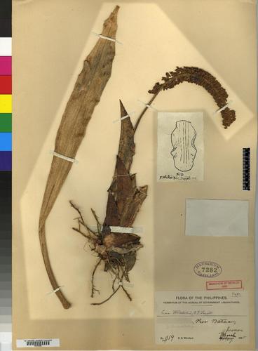 Eria robusta · iNaturalist