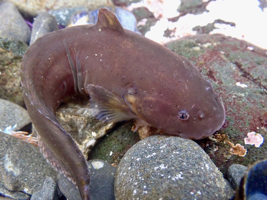 Tidepool Snailfish from Mendocino, CA, USA on July 26, 2021 at 07:23 AM ...
