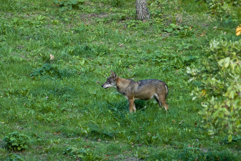 Italian Wolf (Canis lupus italicus) - Know Your Mammals
