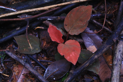 Homalomena humilis · iNaturalist