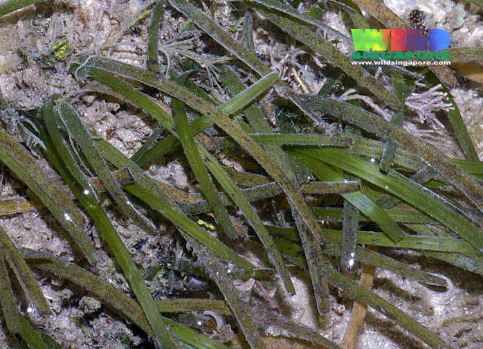 (Halodule) - Botanical Realm