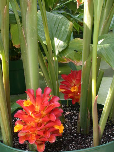 Curcuma rubrobracteata · iNaturalist