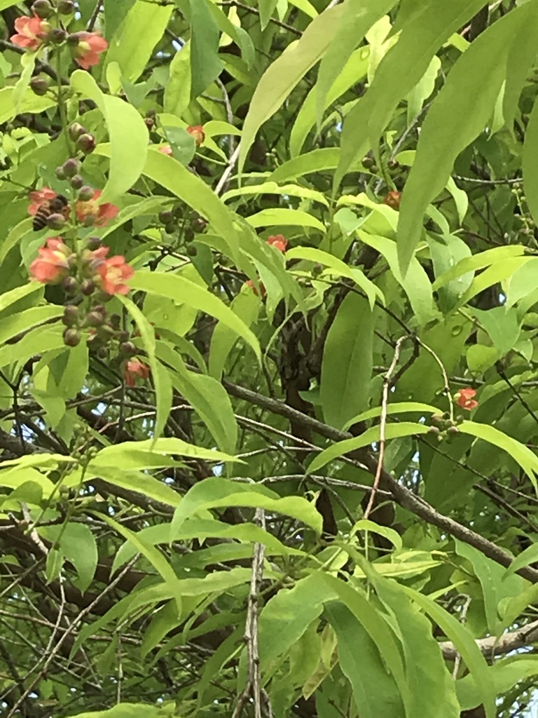 Yellow Cow Wood (Wildflower and Weeds of Singapore) · iNaturalist