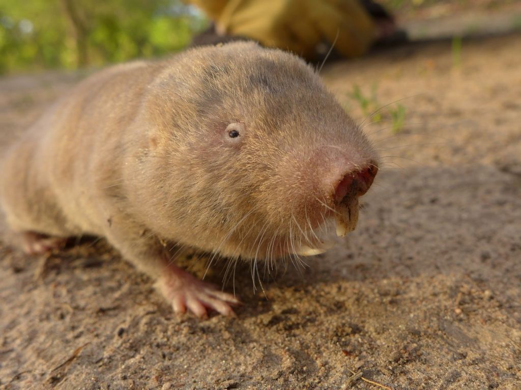African Molerats (Bathyergidae) - Know Your Mammals