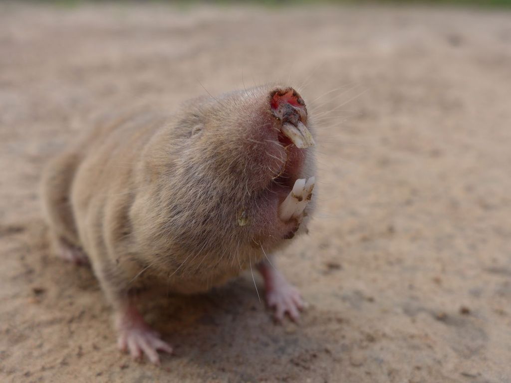 African Molerats (Bathyergidae) - Know Your Mammals