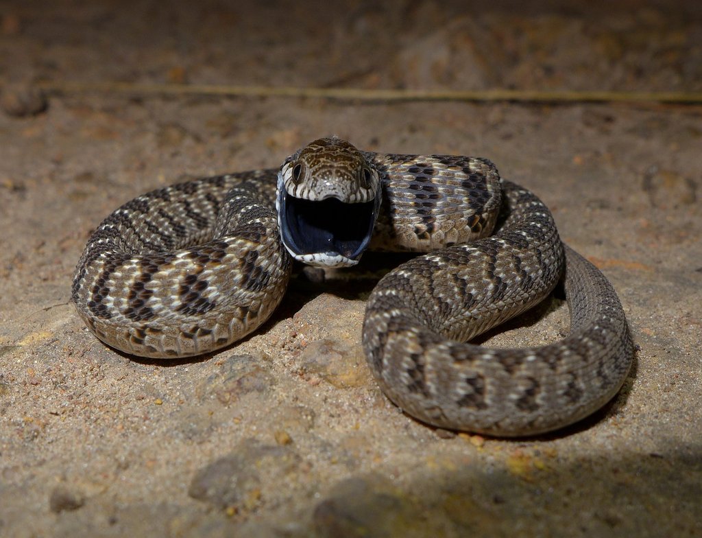Colubrine Snakes (Colubrinae) - Snakes and Lizards