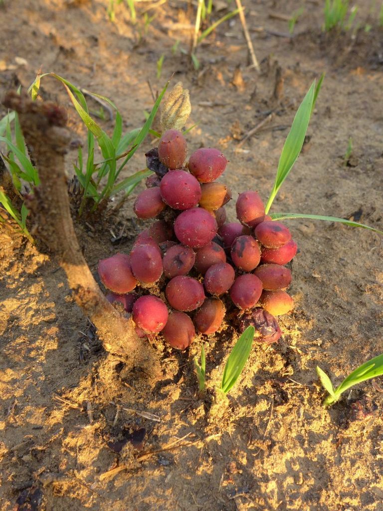 wild grape (Trees of Zambia ) · iNaturalist
