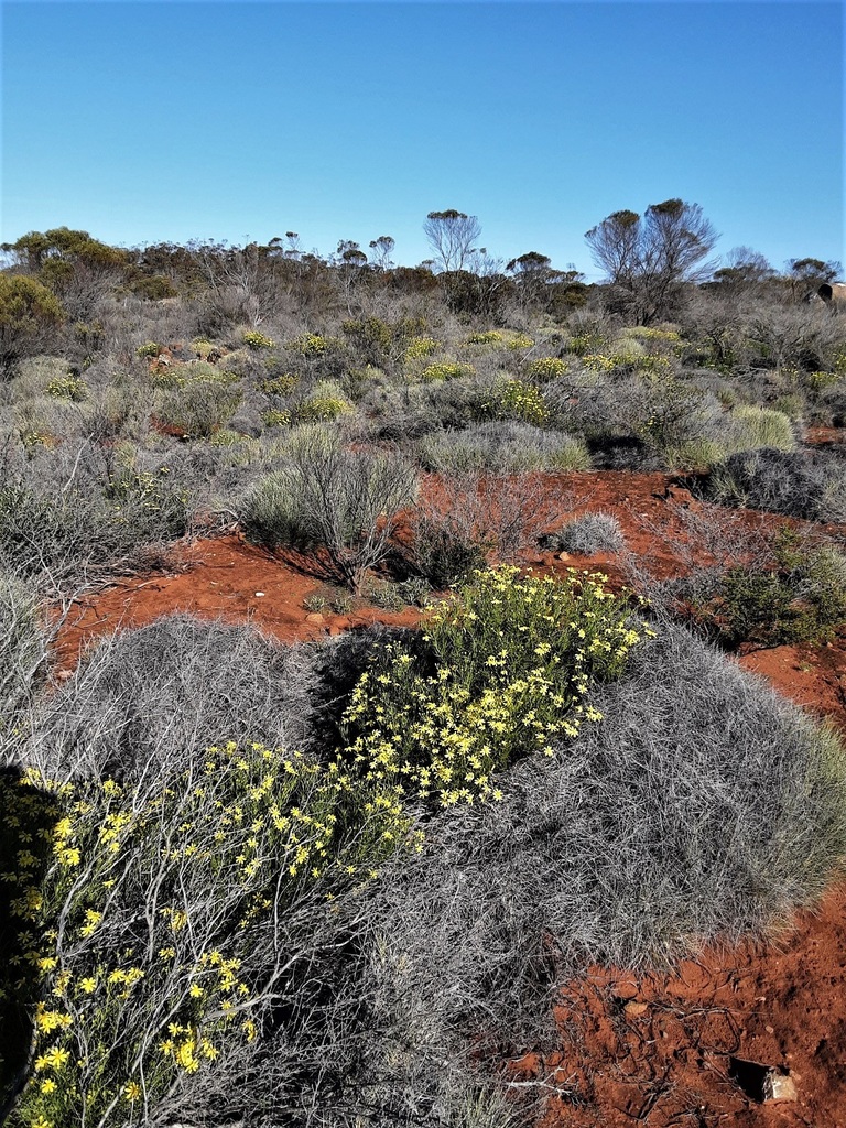 Variable Groundsel from Fraser Range WA 6443, Australia on July 18 ...
