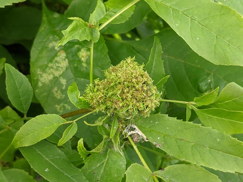 Ash Yellows Phytoplasma (Phytoplasma fraxini) · iNaturalist