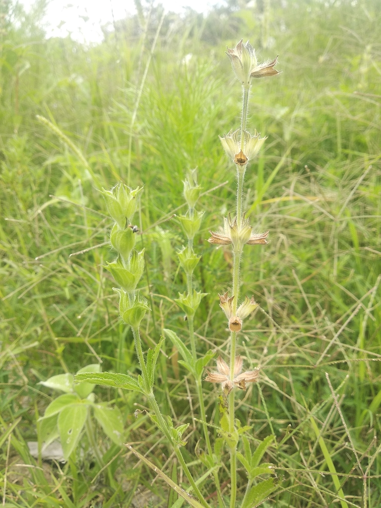 Bristling Sage from Puebla, Puebla, Mexico on July 31, 2021 at 02:20 PM ...