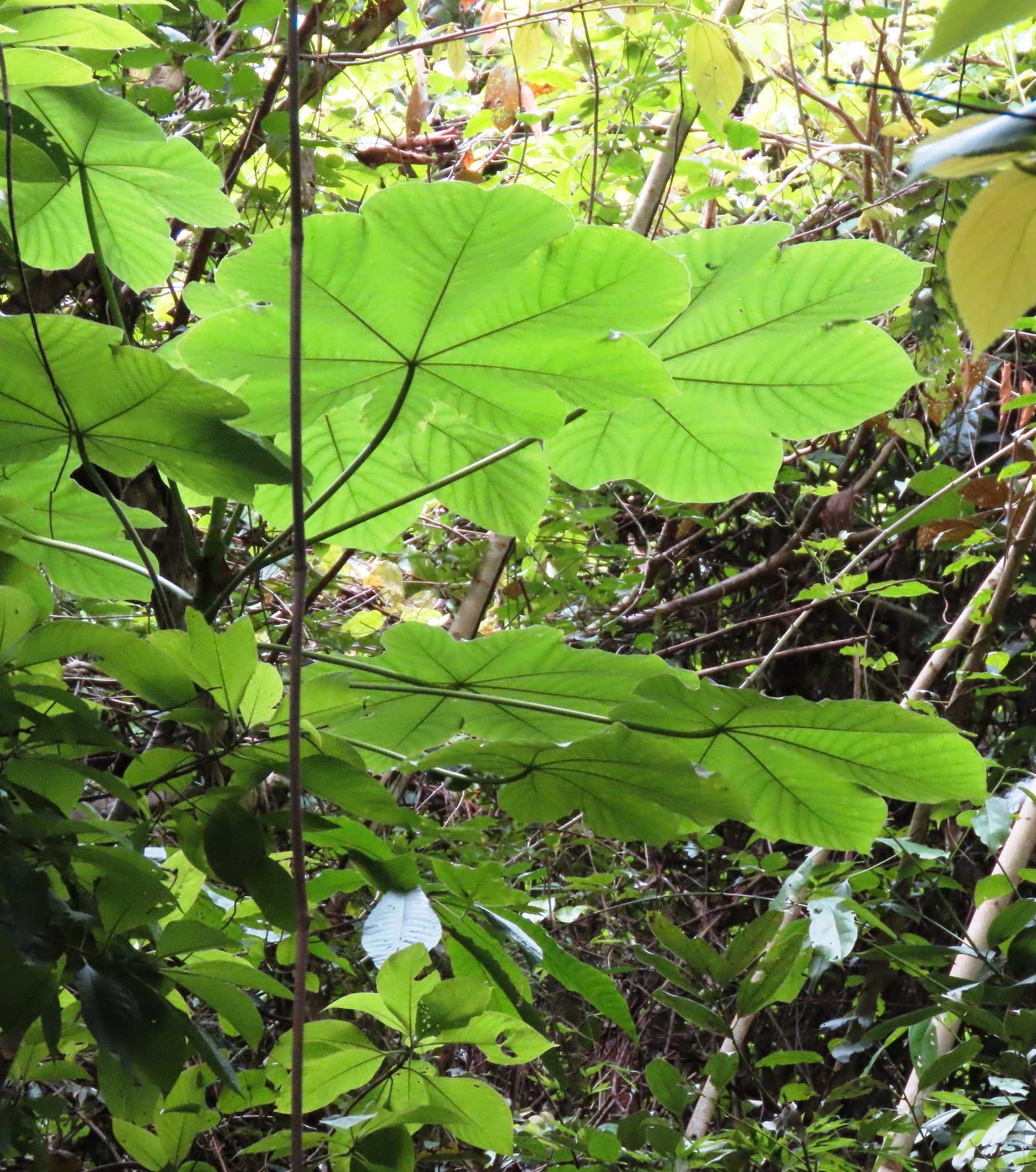 STRI Research Portal Detailed Collection Record Information