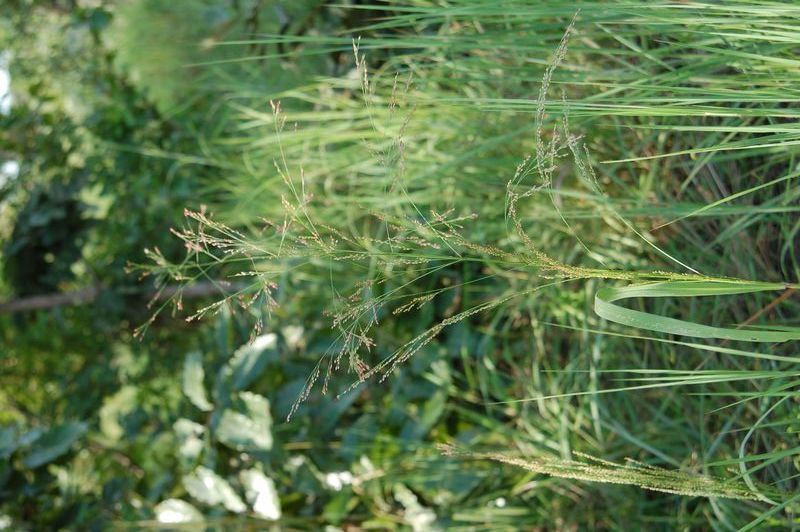 Guineagrass (Flora and Fauna of the Rio Grande Valley) · iNaturalist