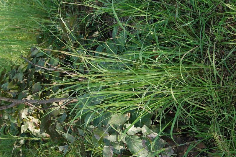 Guineagrass (Flora and Fauna of the Rio Grande Valley) · iNaturalist
