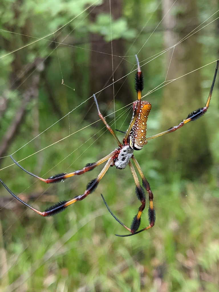 Golden Silk Spider from Croatan National Forest, Craven County, NC, USA ...