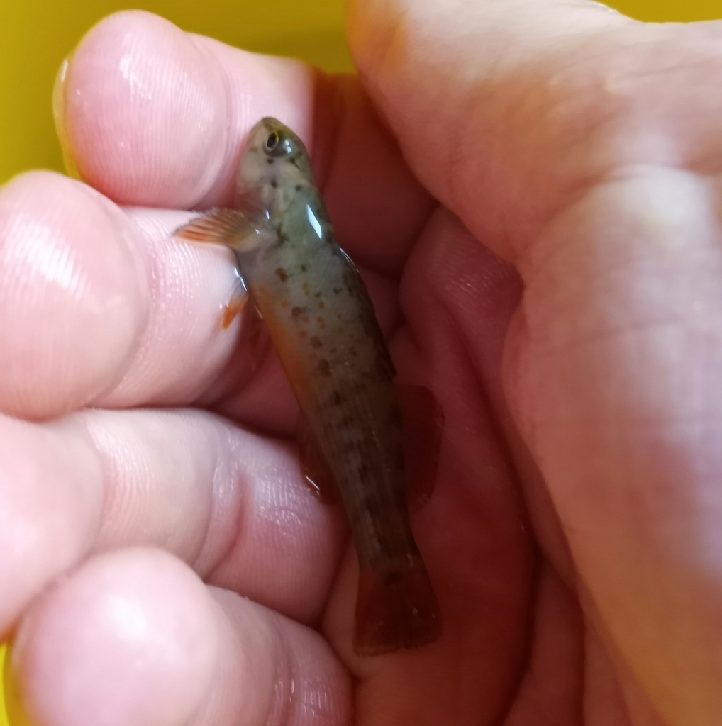 Bluebreast Darter from Robbins, TN 37852, USA on July 31, 2021 at 06:04 ...