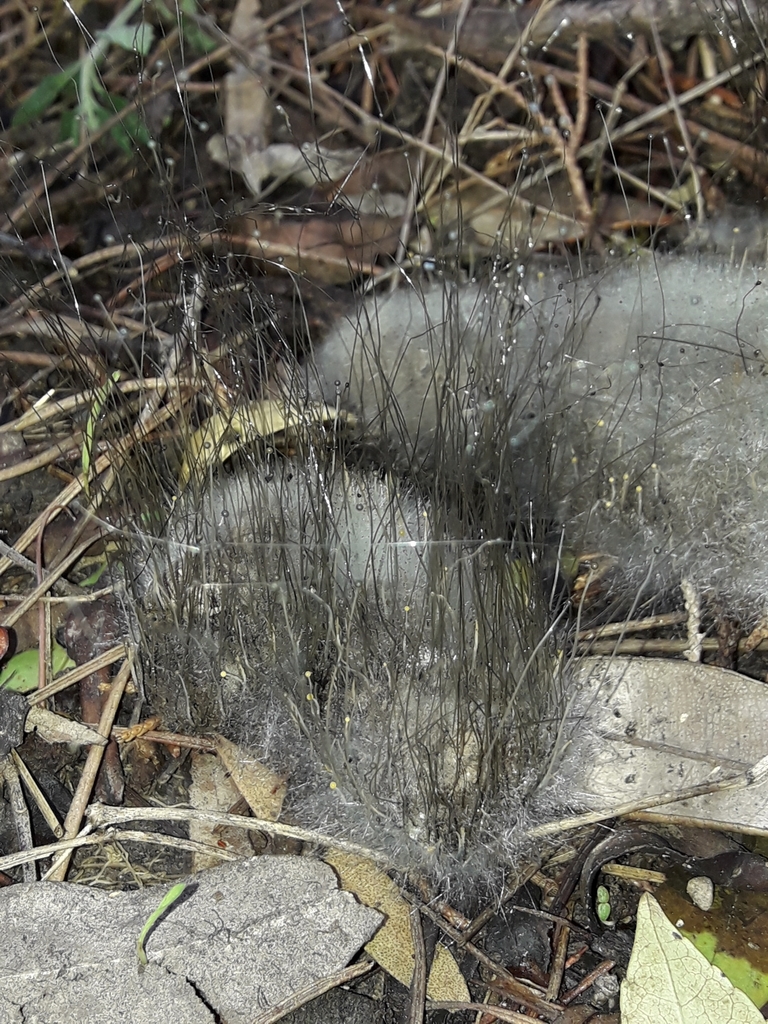 Phycomyces from Thane Road at Robieson Street (near 17), Roseneath ...