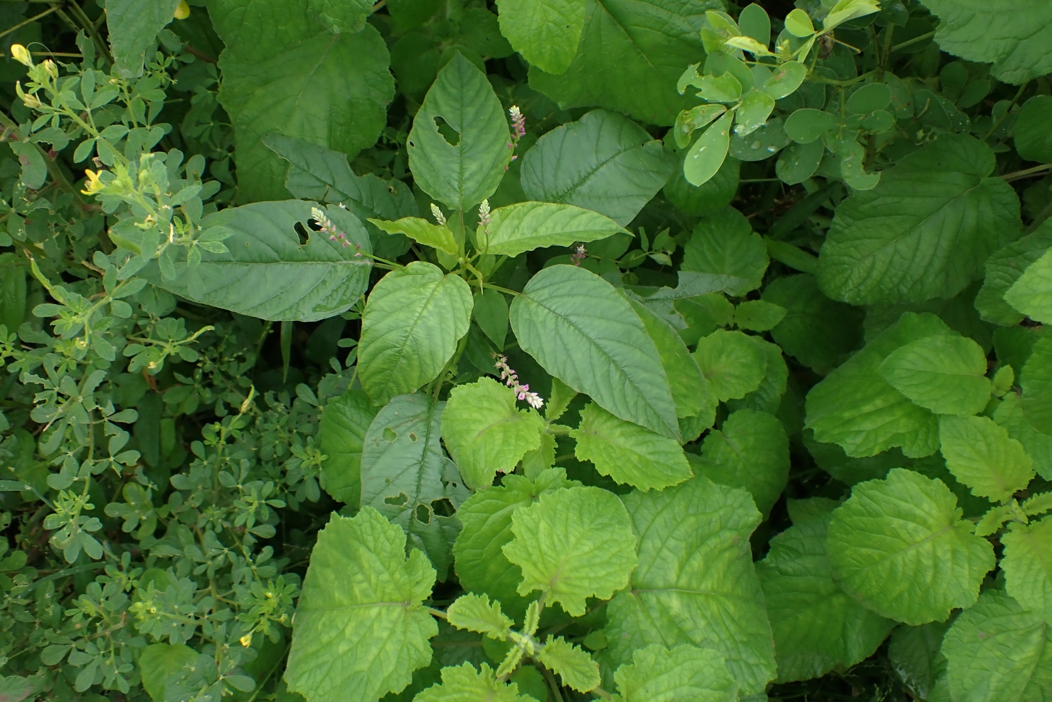 Digera muricata (L.) Mart.