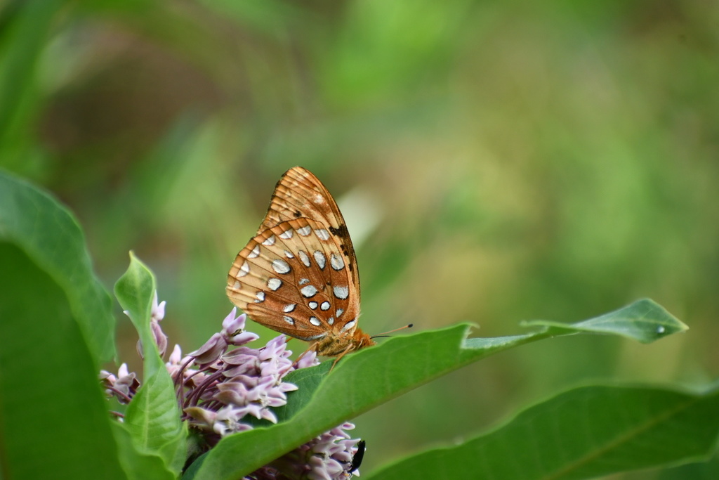 Great Spangled Fritillary from Erie, PA, US on July 6, 2021 at 08:16 AM ...