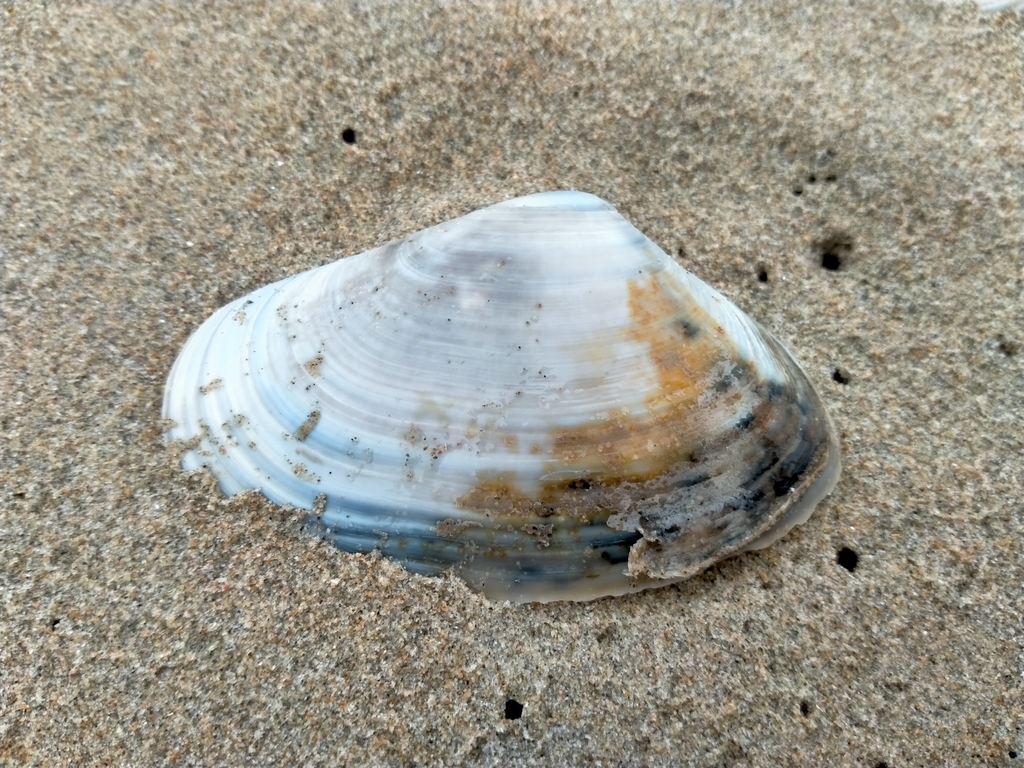 Southern Tuatua from Waikouaiti, New Zealand on August 01, 2021 at 01: ...