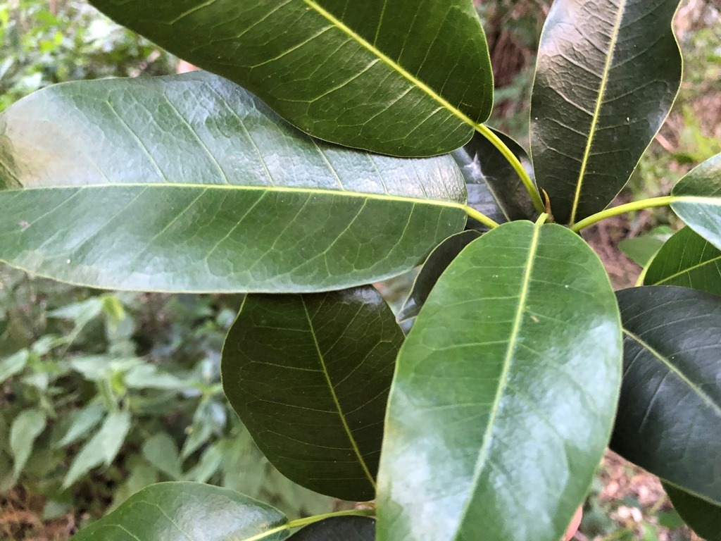 Ficus superba var. henneana (Miq.) Corner