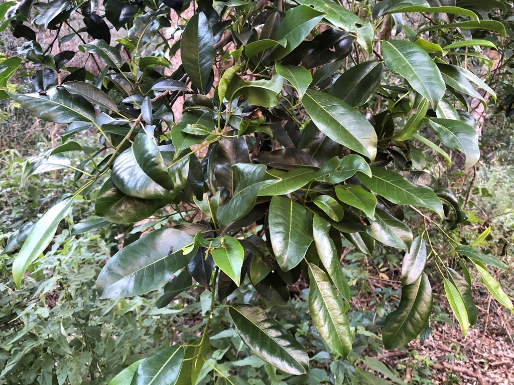 Ficus superba var. henneana (Miq.) Corner