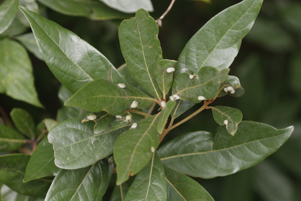 Swamp Bay (Hog Island - VCR LTER) · iNaturalist