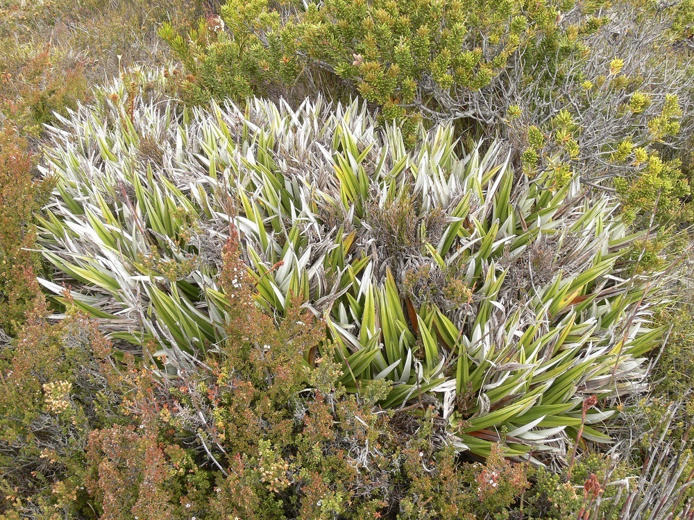Pineapple Grass from Mount Wellington, TAS on February 9, 2008 at 02:57 ...