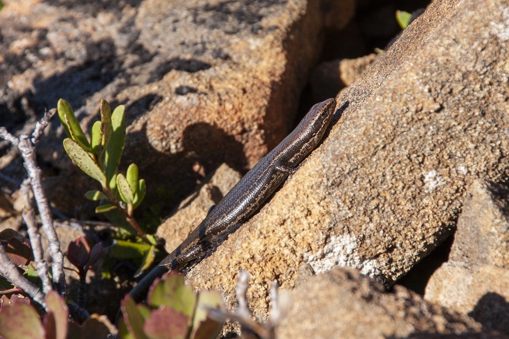 Boulder Cool-skink from Hartz Mountains, TAS on May 15, 2008 at 02:17 ...