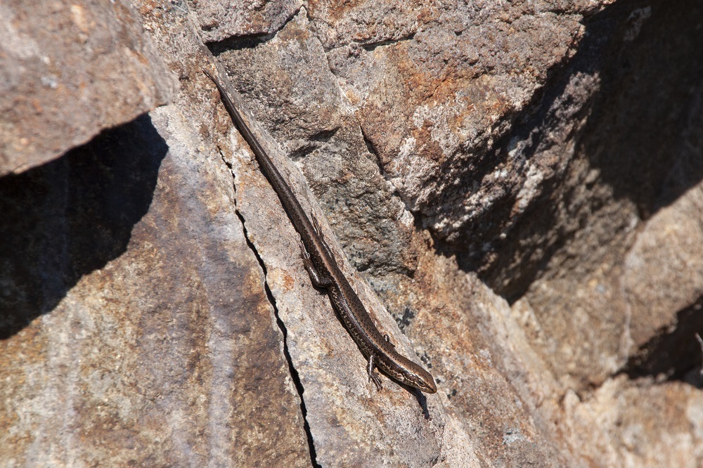Boulder Cool-skink from Mt. Field NP, TAS on April 23, 2008 at 12:41 PM ...
