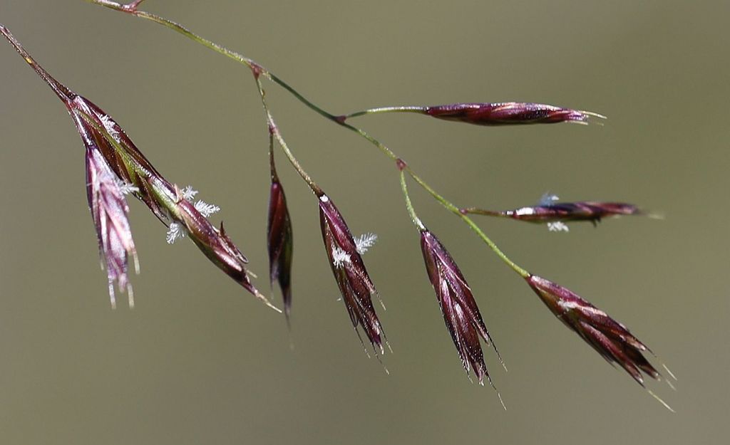 violet fescue (Festuca violacea) - Botanical Realm