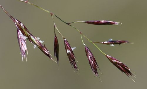 violet fescue (Festuca violacea) · iNaturalist