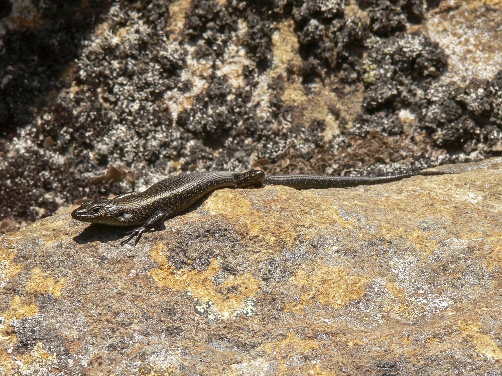 Alpine Cool-skink from Cradle Mountain, TAS on February 29, 2008 at 11: ...