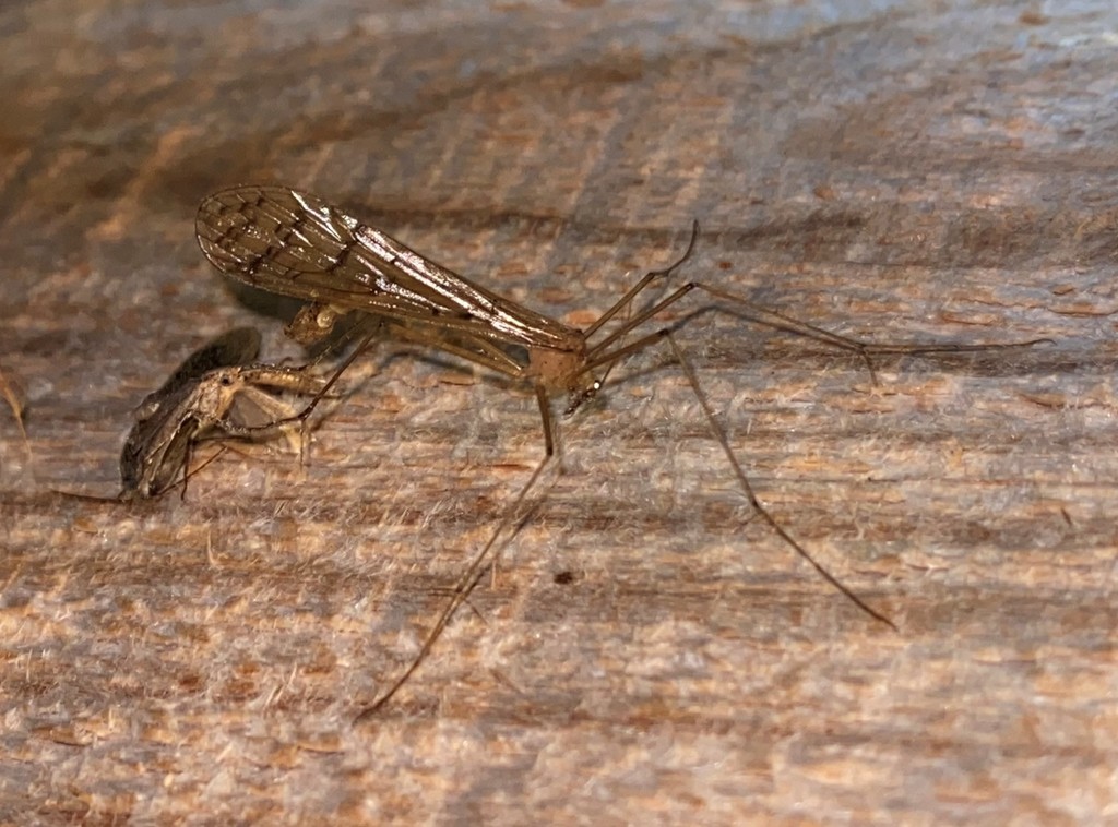 Bittacus from Goose Shoals, Lauderdale County, AL, USA on July 13, 2021 ...