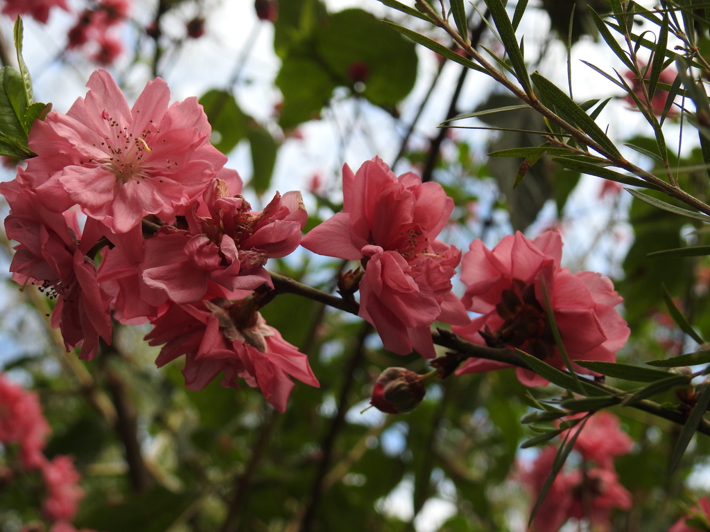Peach from Molangul QLD 4671, Australia on July 29, 2021 at 11:23 AM by ...