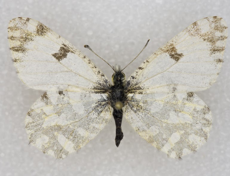 California Marble (Insects and Arachnids of Coronado National Memorial ...