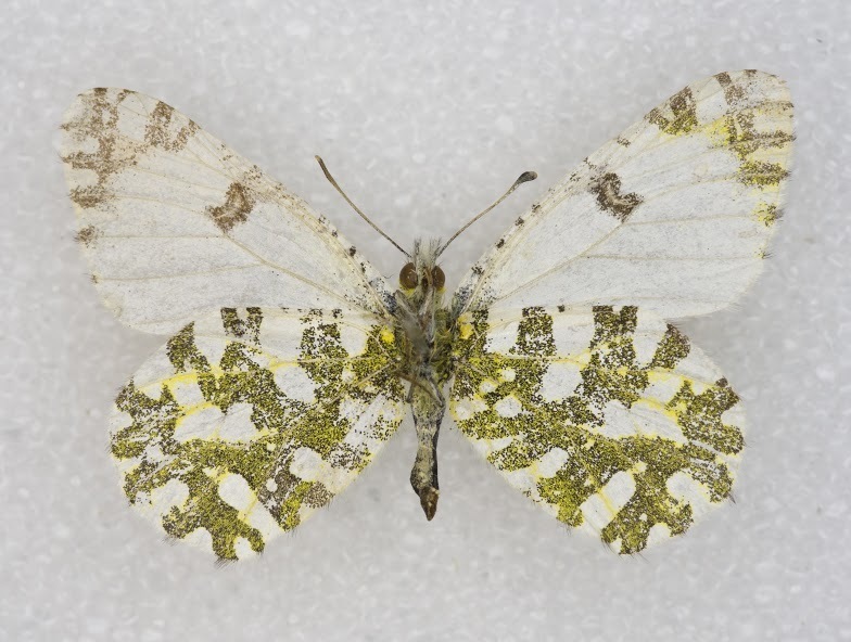 California Marble (Insects and Arachnids of Coronado National Memorial ...