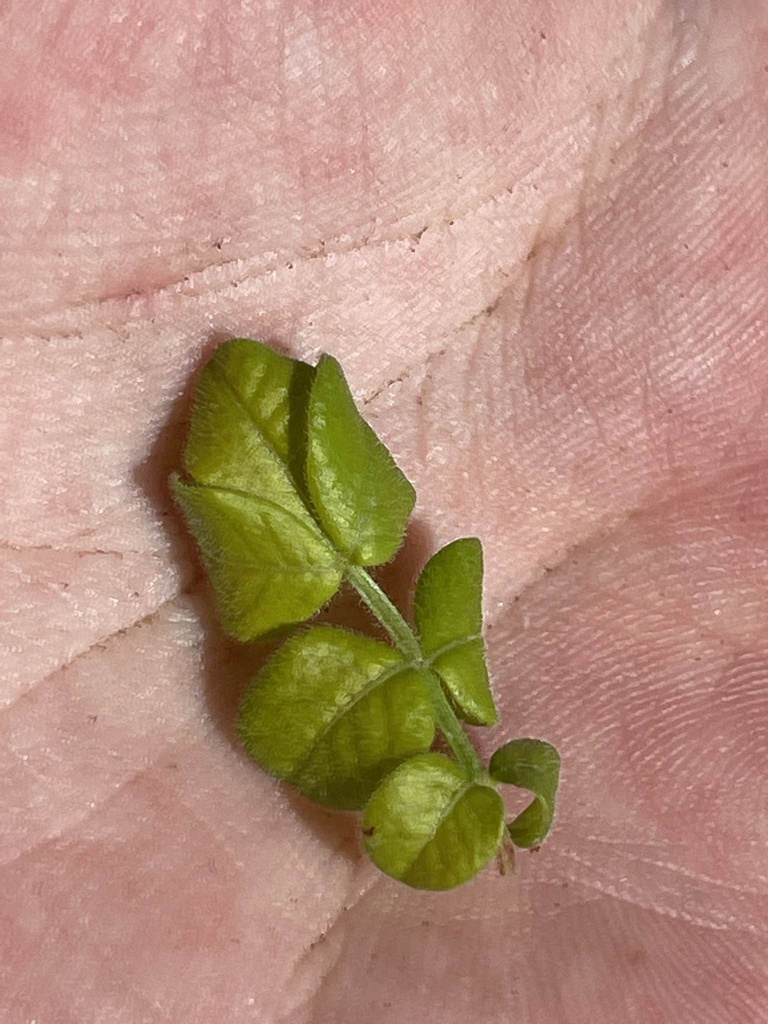cimarron plum in July 2021 by Glenn Ehrenberg · iNaturalist