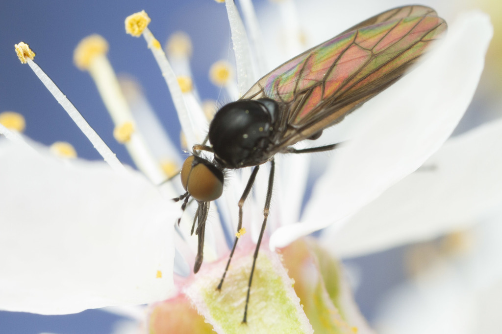 Iteaphila from Langford, BC, Canada on April 02, 2018 at 04:07 PM by ...