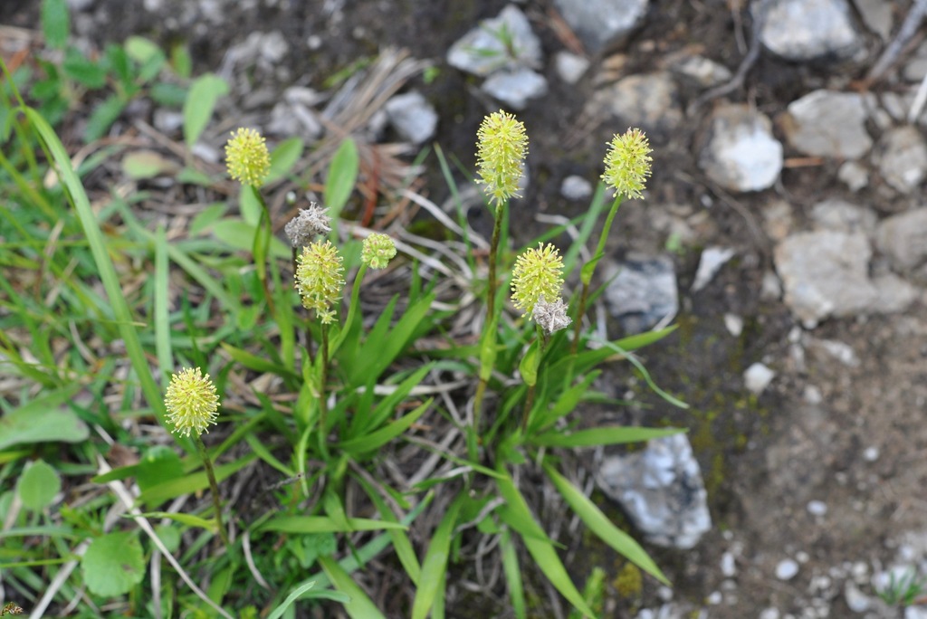 False Asphodel (Tofieldia calyculata) - Botanical Realm